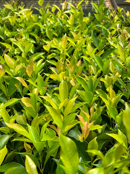 Acmena smithii Firescreen - Lilly Pilly – Prince Propagation