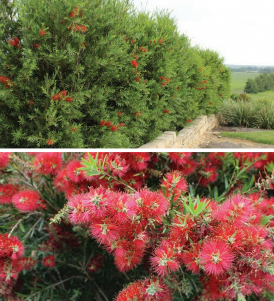 Slim™Callistemon viminalis ‘CV01’ PBR – Prince Propagation