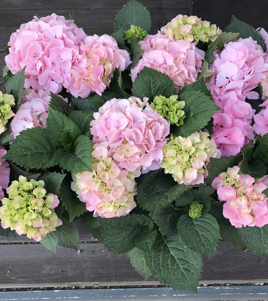 Hydrangea Assorted Colours – Prince Propagation