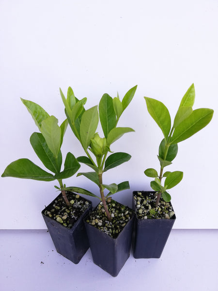 Gardenia augusta Professor Pucci – Prince Propagation