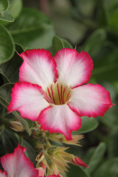 Adenium obesum Picotee – Prince Propagation
