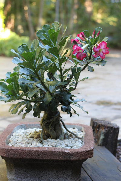 Adenium obesum Picotee – Prince Propagation