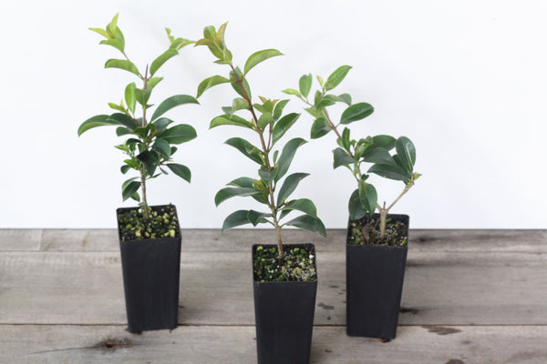 Syzygium australe Aussie Compact – Prince Propagation