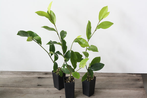 Michelia Coco – Prince Propagation