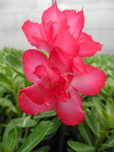 Adenium obesum Double Pink – Prince Propagation