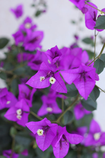 Bougainvillea Purple Gypsy – Prince Propagation