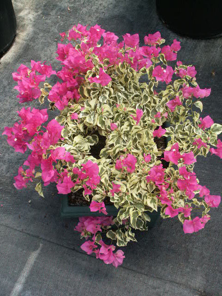 Bougainvillea Sirene – Prince Propagation