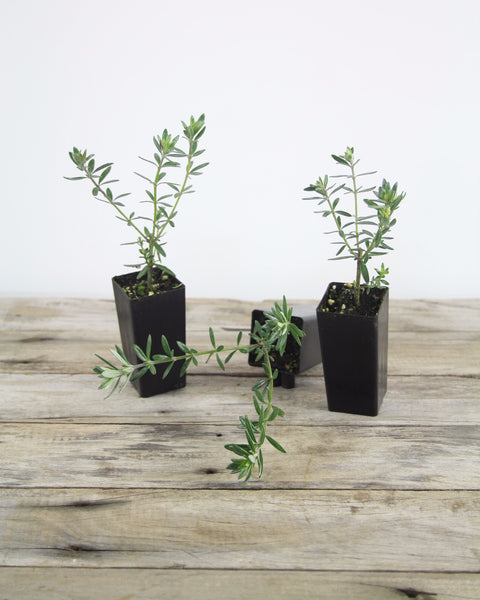 Westringia fruticosa 'Zena' – Prince Propagation