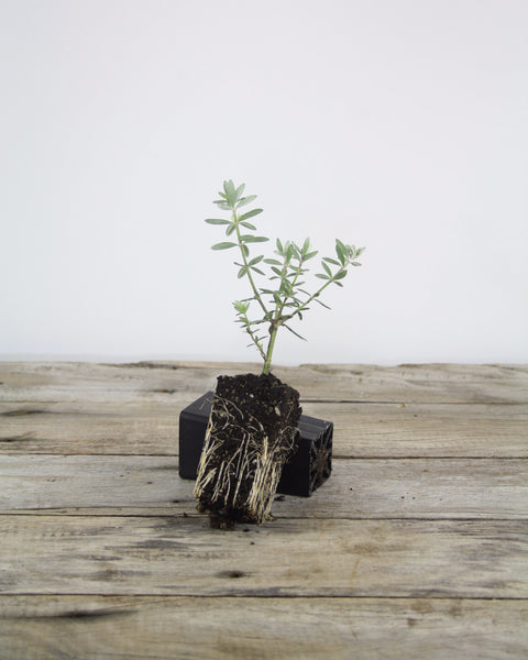 Westringia fruticosa 'Zena' – Prince Propagation