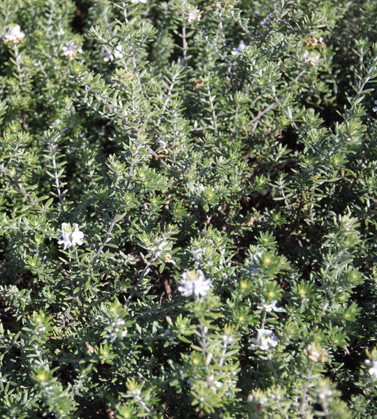 Westringia fruticosa 'Zena' – Prince Propagation