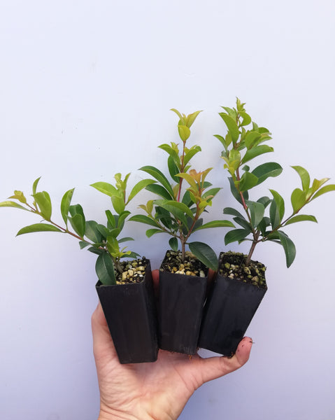 Syzygium australe Aussie Compact – Prince Propagation